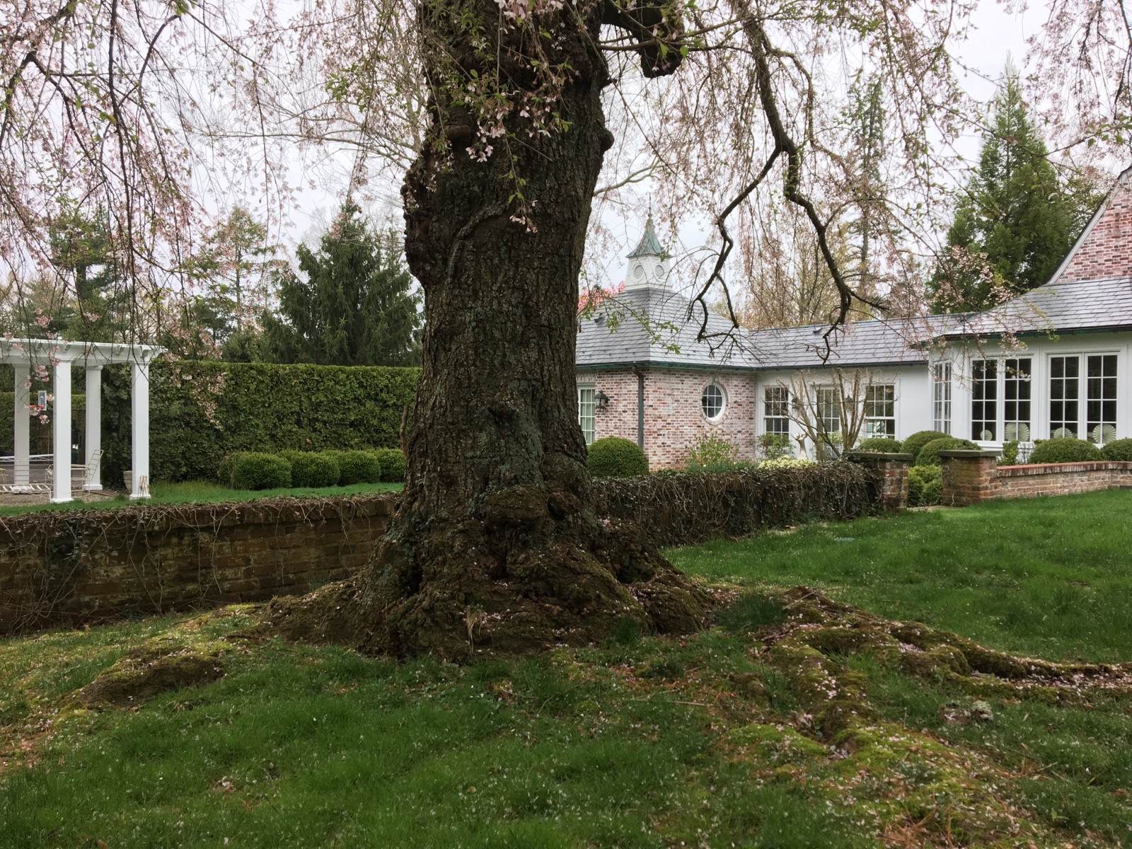 Why Do My Trees Die? (Part 2): Why Root Flares Must be Exposed ...