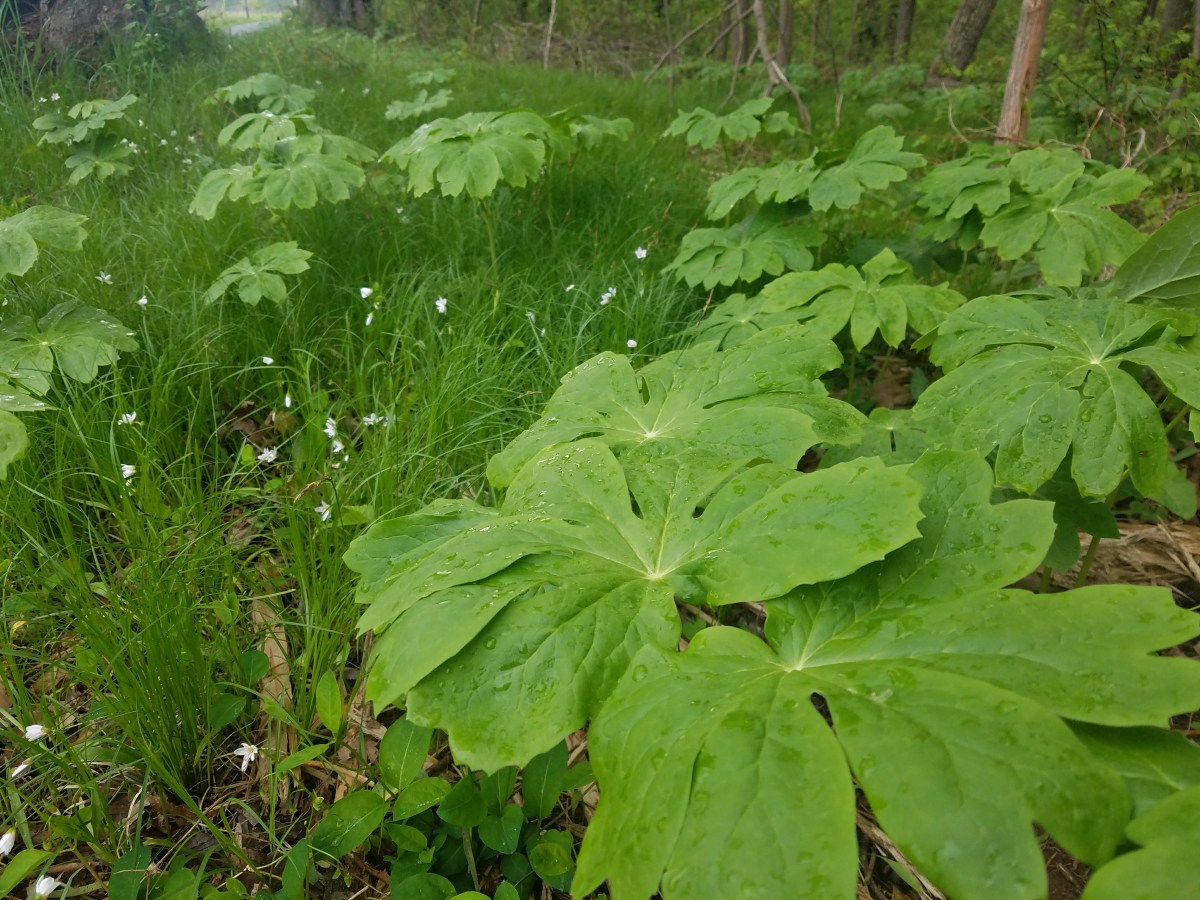 McCoy Horticultural | Native Plant at a Glance – Podophyllum peltatum ...
