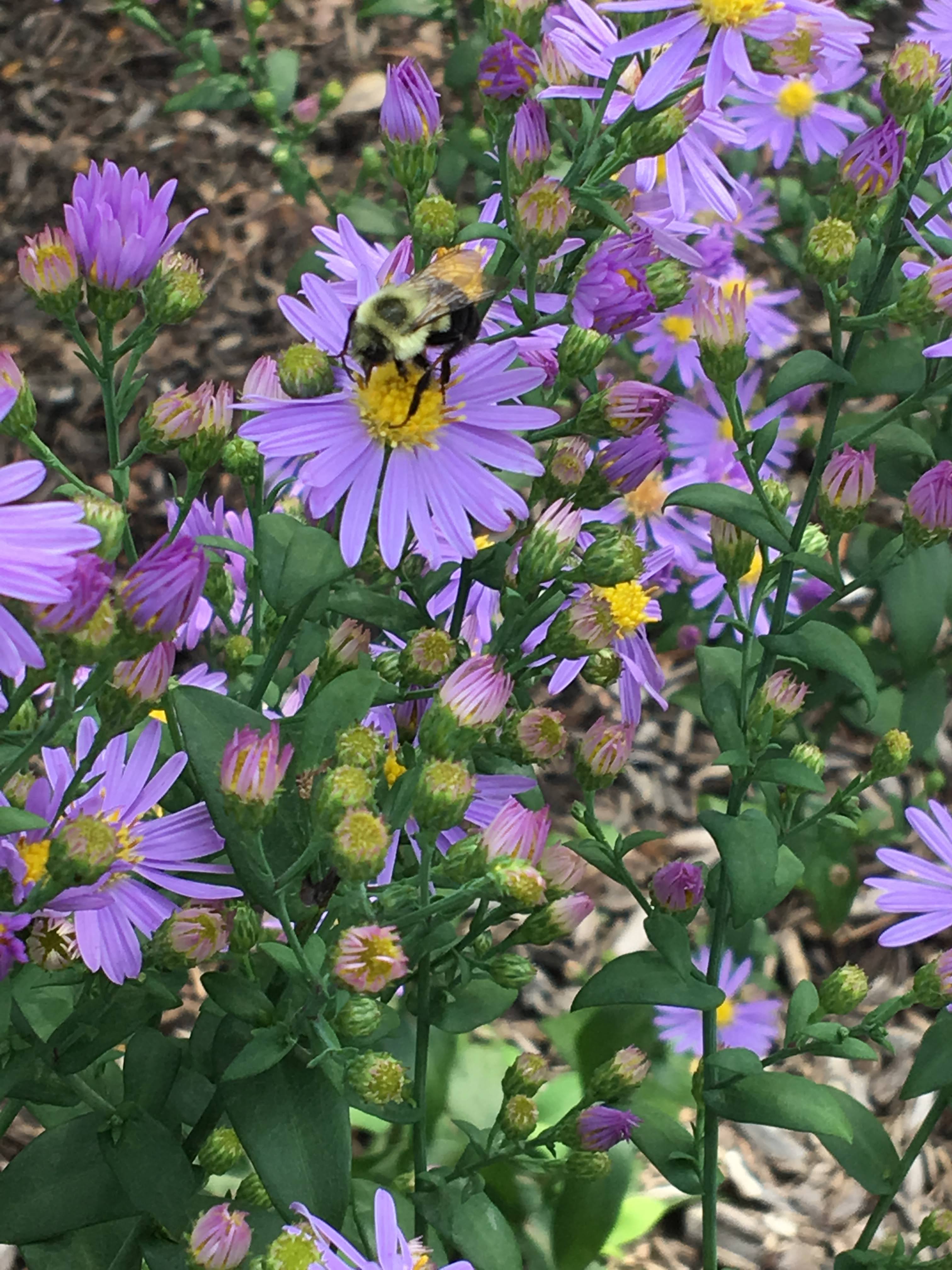 McCoy Horticultural | Native Plant at a Glance – Aster laevis ...